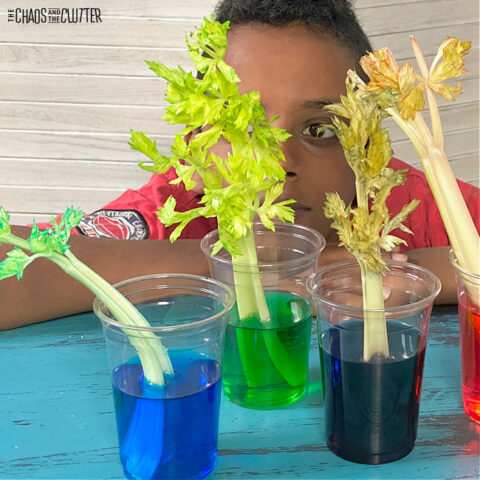 Colourful Celery Experiment
