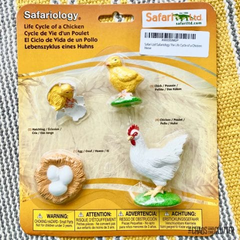 Life Cycle of a Chicken Sensory Bin