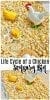 Life Cycle of a Chicken Sensory Bin