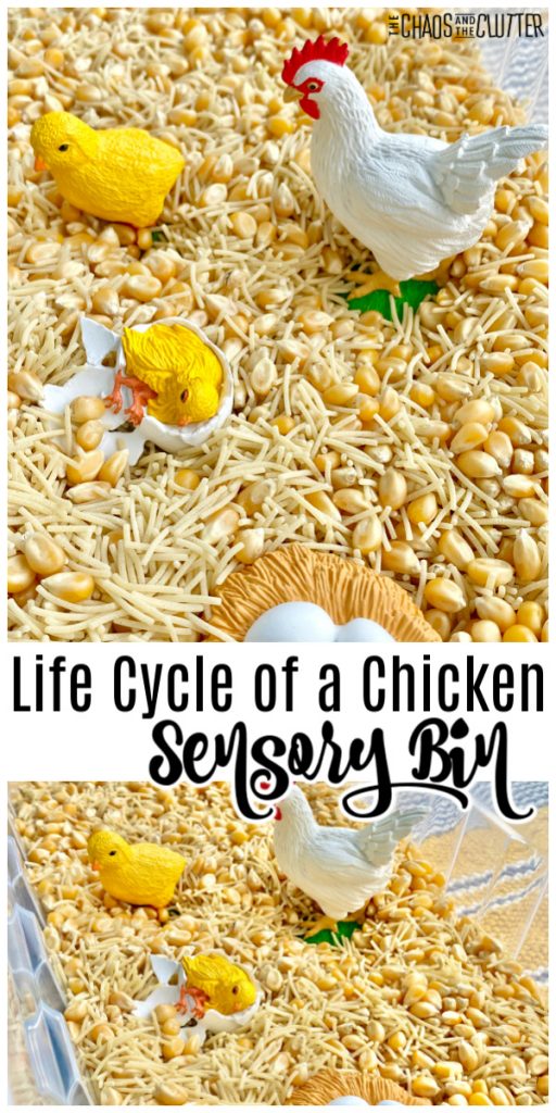 Life Cycle of a Chicken Sensory Bin